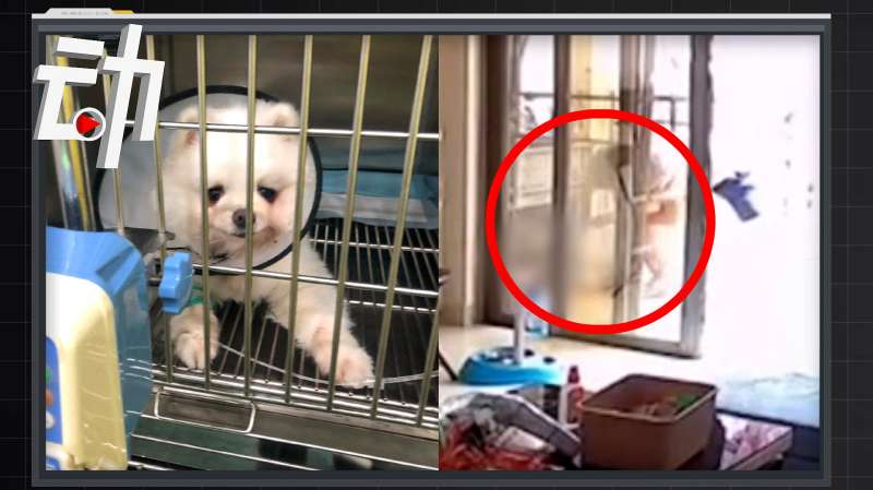 福州大学回应“疑似准研究生虐狗”:正核实涉事男子身份