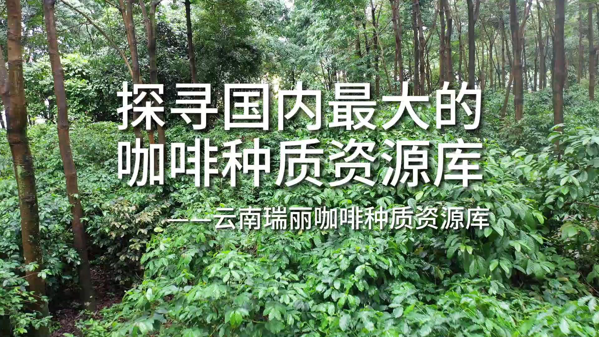 ...德宏热带农业科学研究所保存900多份咖啡种质资源,包含了七个种类...