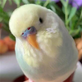 会说话的小虎皮鹦鹉