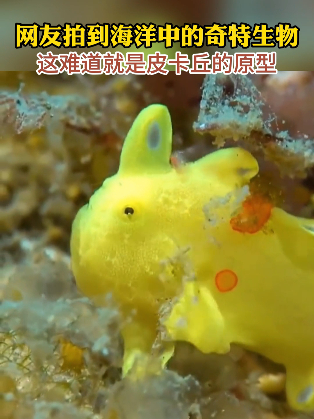 网友拍到海洋中的奇特生物这难道就是皮卡丘的原型