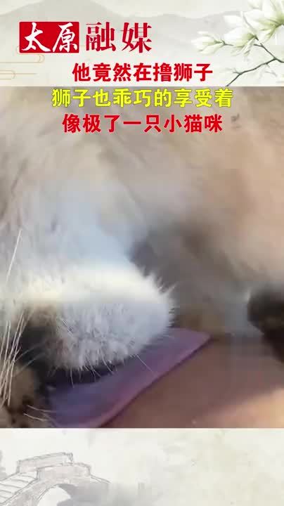 他竟然在撸狮子,狮子也乖巧的享受着,像极了一只小猫咪@动物日记#...