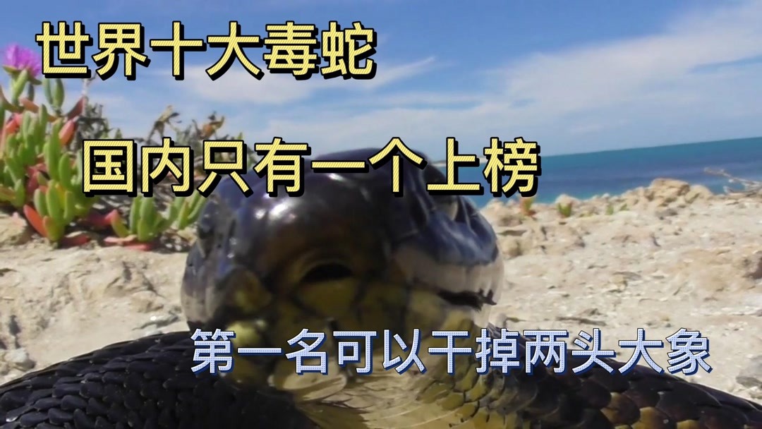 世界十大毒蛇,国内只有一个上榜,榜首可以干掉两头非洲大象!