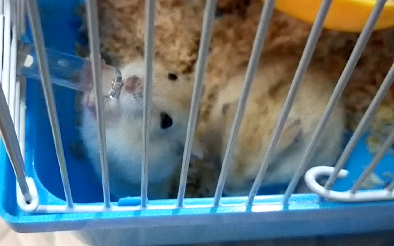 【仓鼠】智智障障观察日记