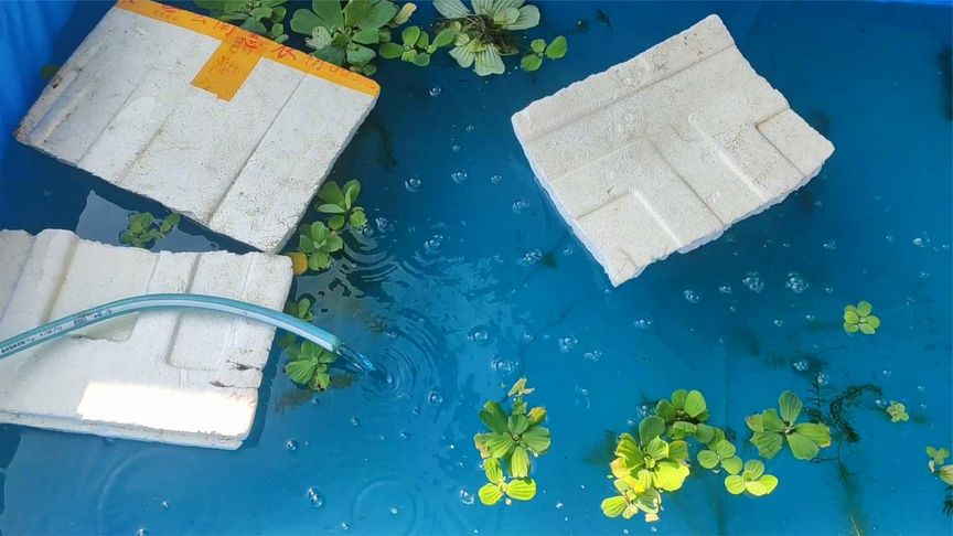 小伙定期来给小鱼池加点黄粉进去,更好预防斗鱼得肉瘤