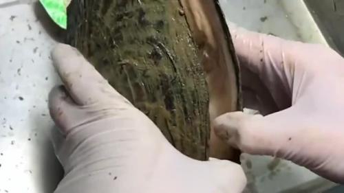 谁要是买到这个蚌壳的话,简直发达了,珍珠多到数不清的节奏