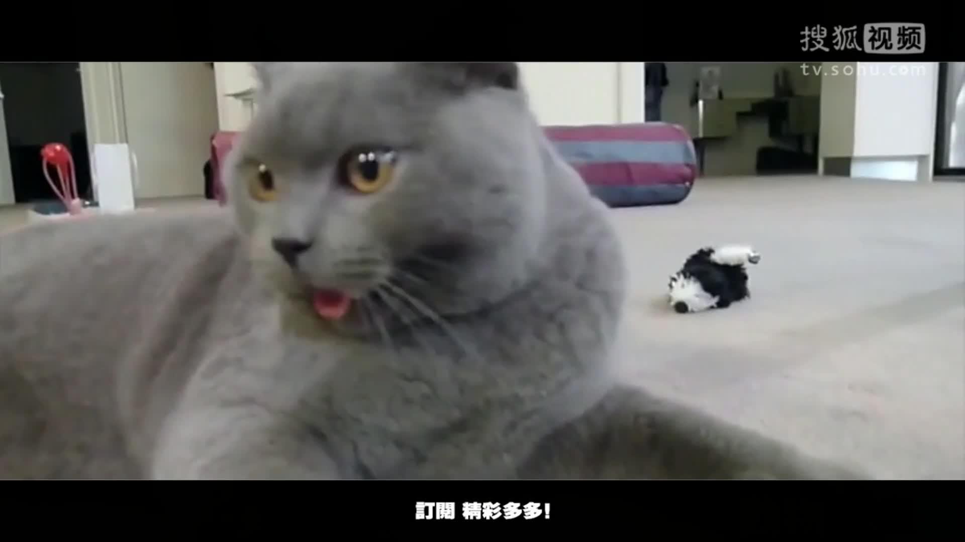 猫咪模仿狗狗,看谁的演技最好!