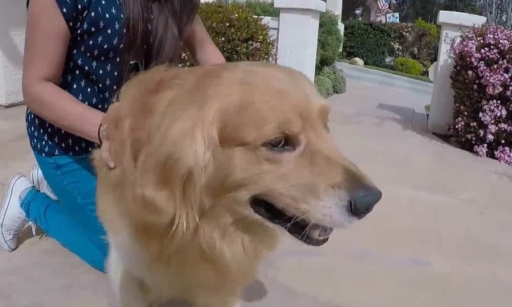 你知道狗狗有狂犬病有什么特征吗?以及它们能活多久?