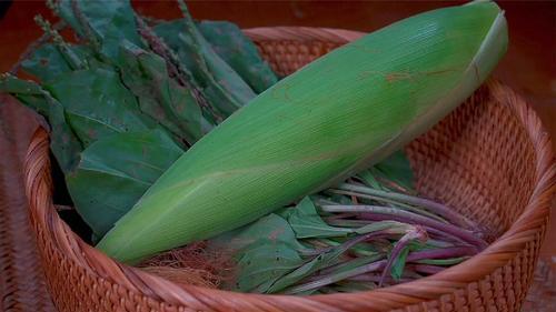时常被我们丢掉的玉米须,是个宝,其中的好处太多,拿钱都买不到