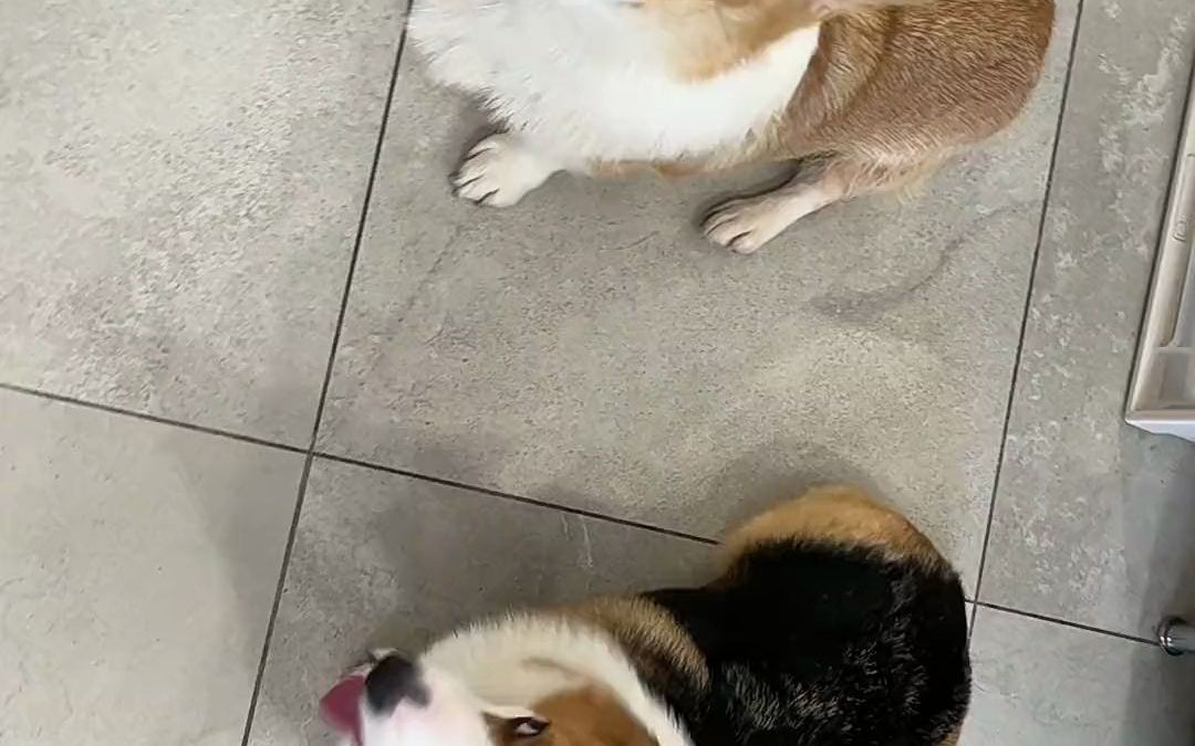 来朋友家撸小狗 奶基你们有吗 在评论区看修狗!小短腿的快乐