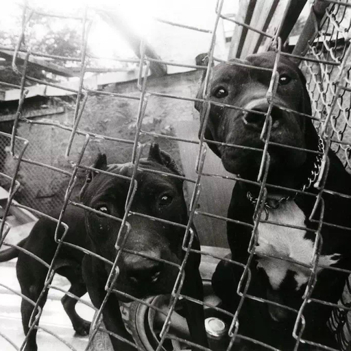 驰骋而上的黑色流星 