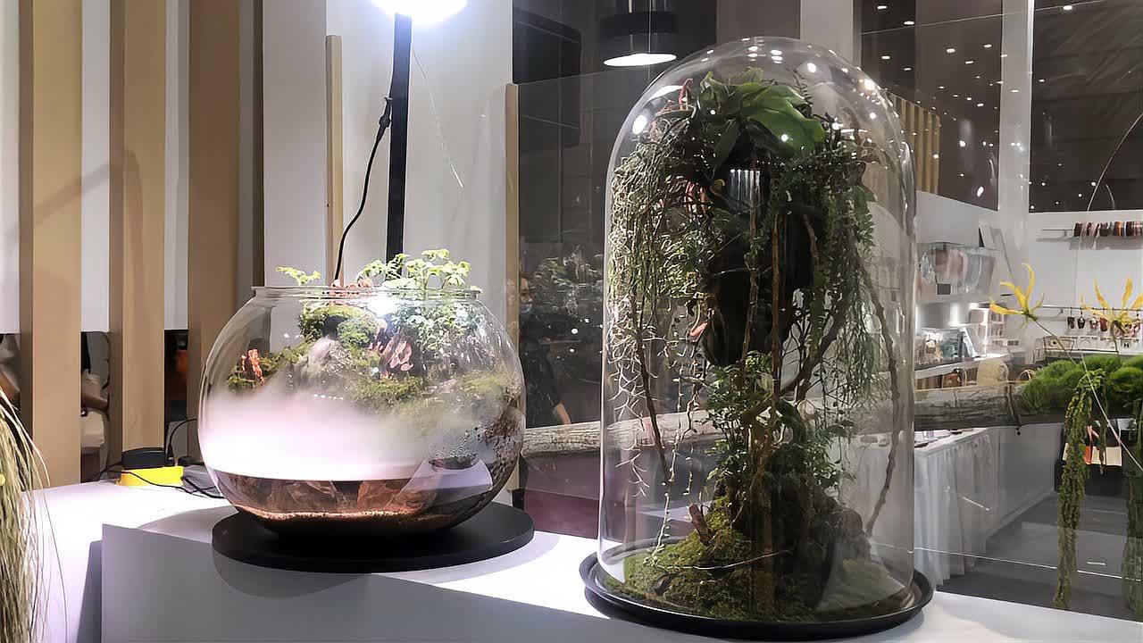 在花展上看到一个很有科技感的生态瓶,但价格有点让我望而却步
