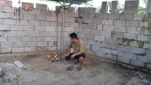 抓了一天病狗回来医治,狗主已经放弃了,品相太好我来救治它