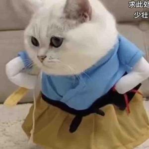 一只叫wnm的猫 