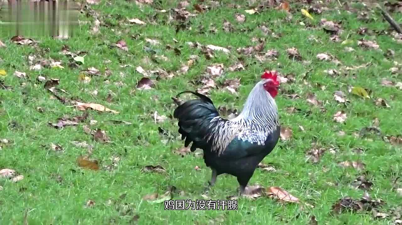 下雨前小动物有哪些表现