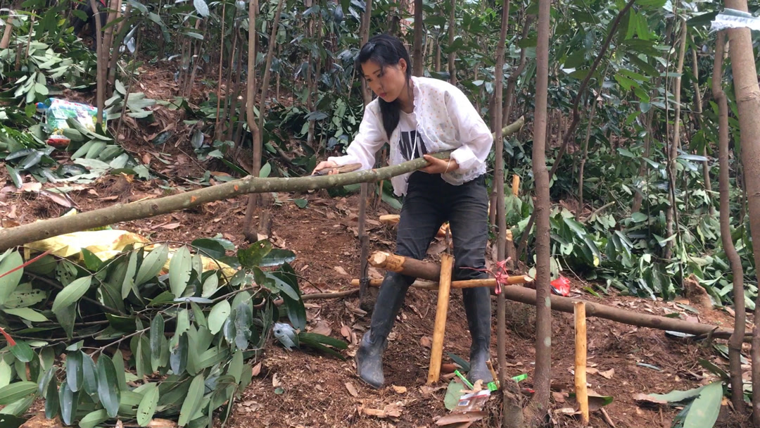 新鲜的桂皮你们见过吗?因无销路只能卖给中间商,苦的还是农民