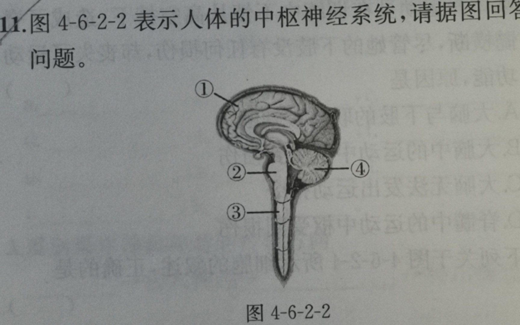 中枢神经系统 脑和脊髓 酒驾(人教版初中生物七年级下册 )