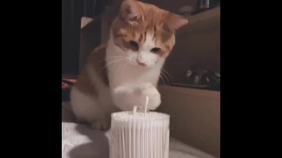 你的猫爱玩棉签吗