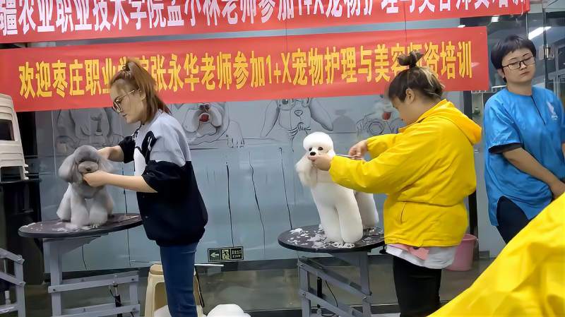 宠物美容师b级班培训多少钱?