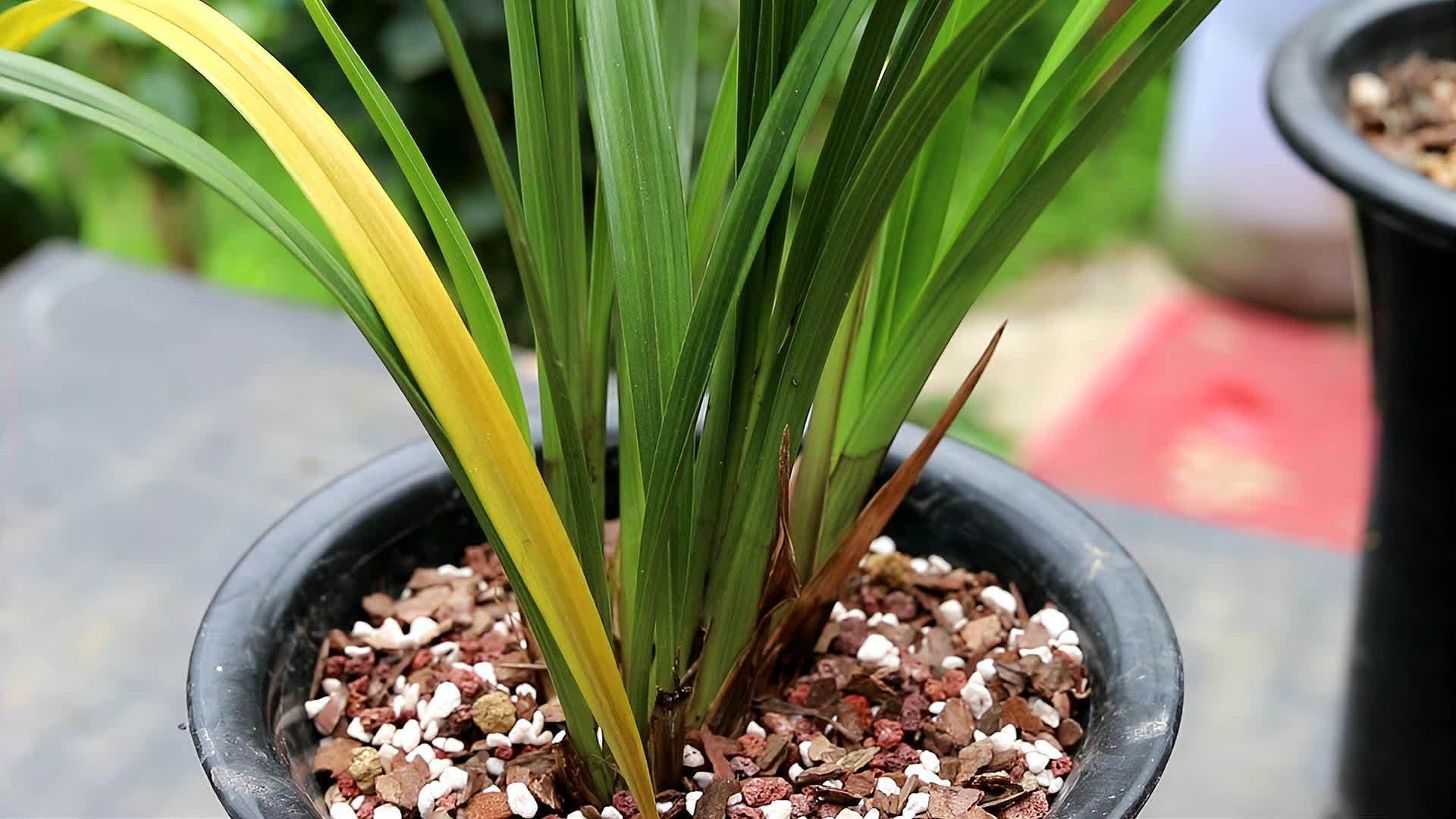 兰花茎腐病防治,甲基硫菌灵和多菌灵,哪个更有效?