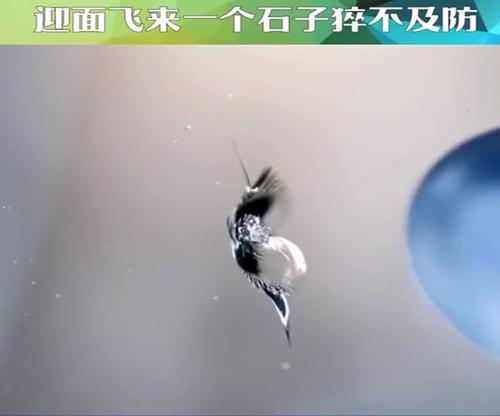 挡风玻璃被砸个小坑,4S店要一千,其实自己就能轻松搞定