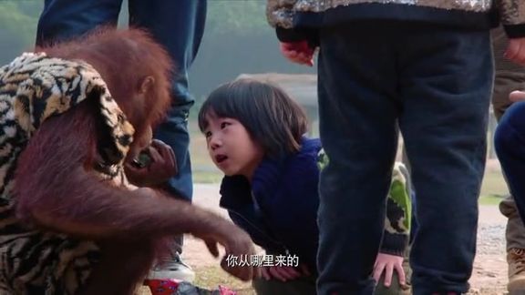 动物园里的大黑猩猩会插管喝牛奶 kimi哥哥连说它牛