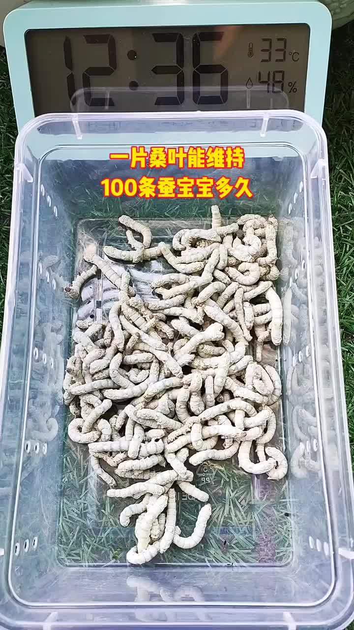 蚕宝宝的成长记!