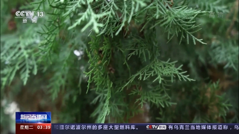 [新闻直播间]又是一年花粉季 提早预防规范治疗 控制过敏性鼻炎