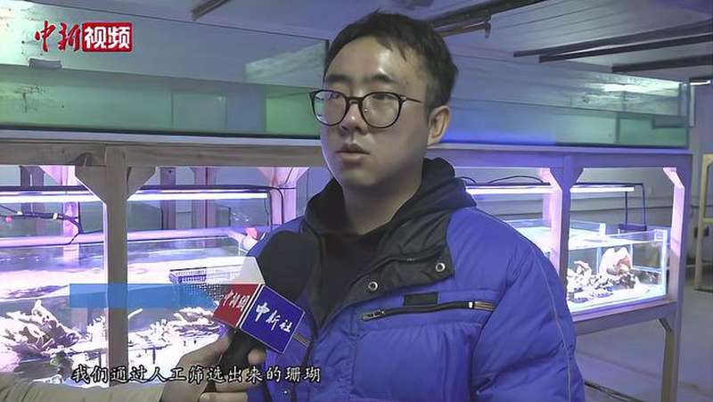 中国科研团队在海里“植树造林” 种植数千株珊瑚