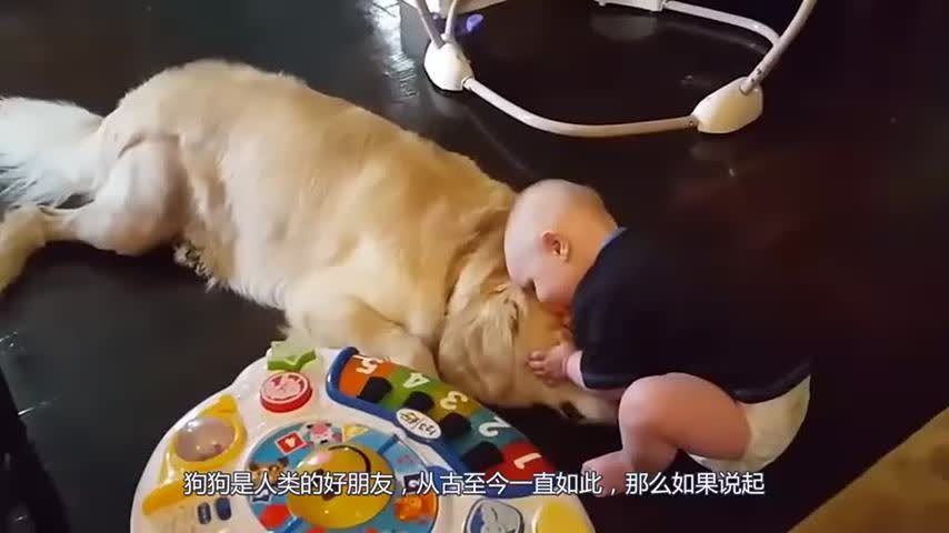 世界上最厉害的狗,1分钟就能干掉藏獒?网友:都可以当马骑了