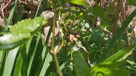 夏日葡萄萌芽|记录葡萄的生长周期