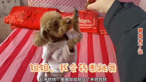 泰迪狗真可爱,为了一颗板栗,居然给主人表演转圈圈跳舞
