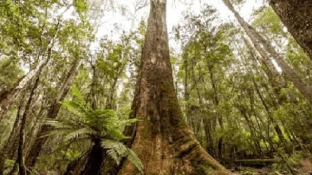 几年就能长上百米的树,中国引入拿来造纸,最后却后悔不已!