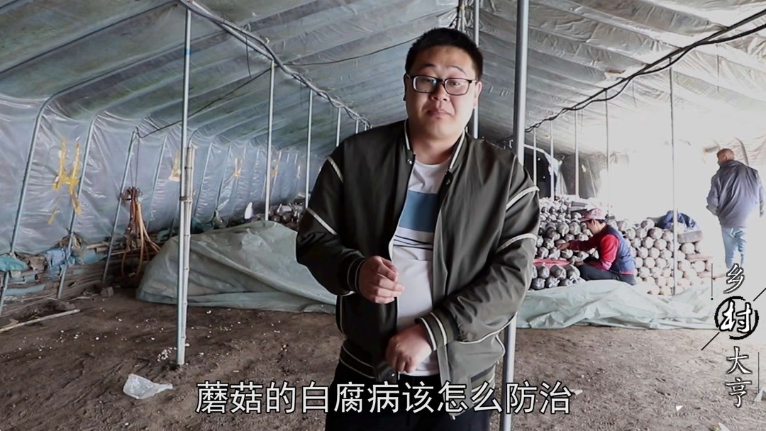 如何更好的掌握蘑菇的生长,掌握了这几点产量就会翻倍,值得收藏