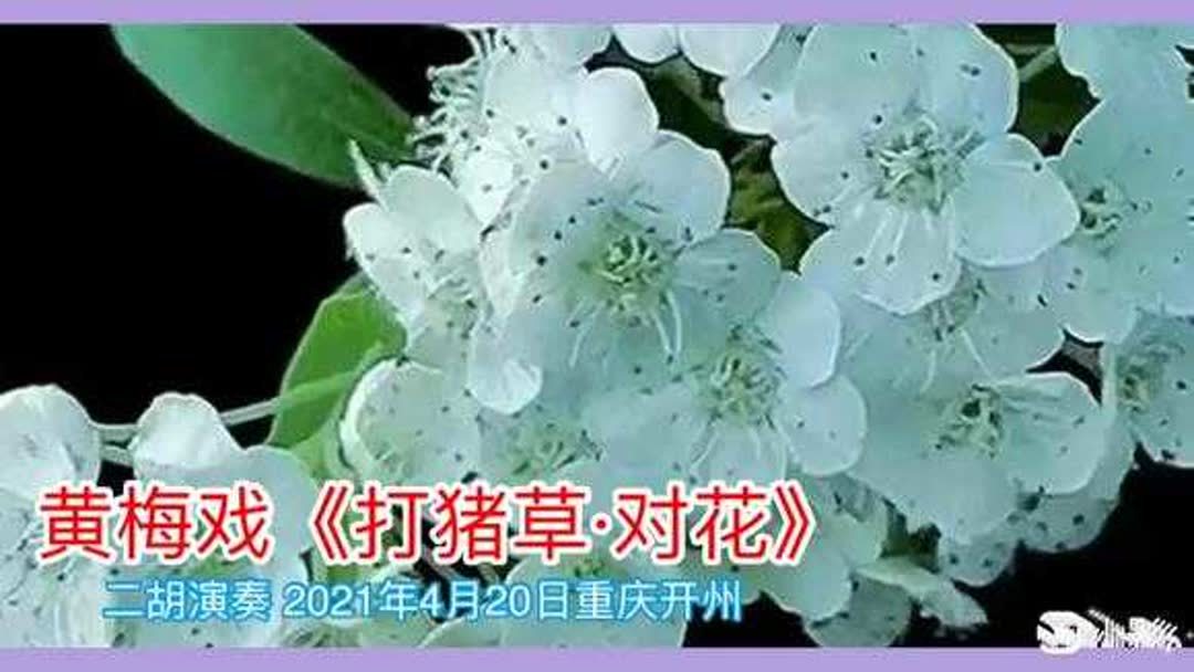二胡演奏黄梅戏《打猪草middot;对花》