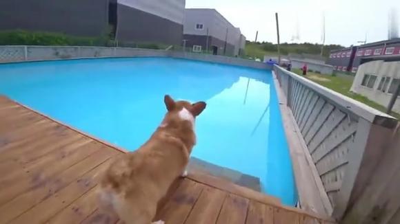 主人带柯基犬去游泳,狗狗在泳池里玩疯了,都不爱回家了