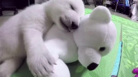 一只北极熊宝宝的成长记,要被这个小可爱萌化了
