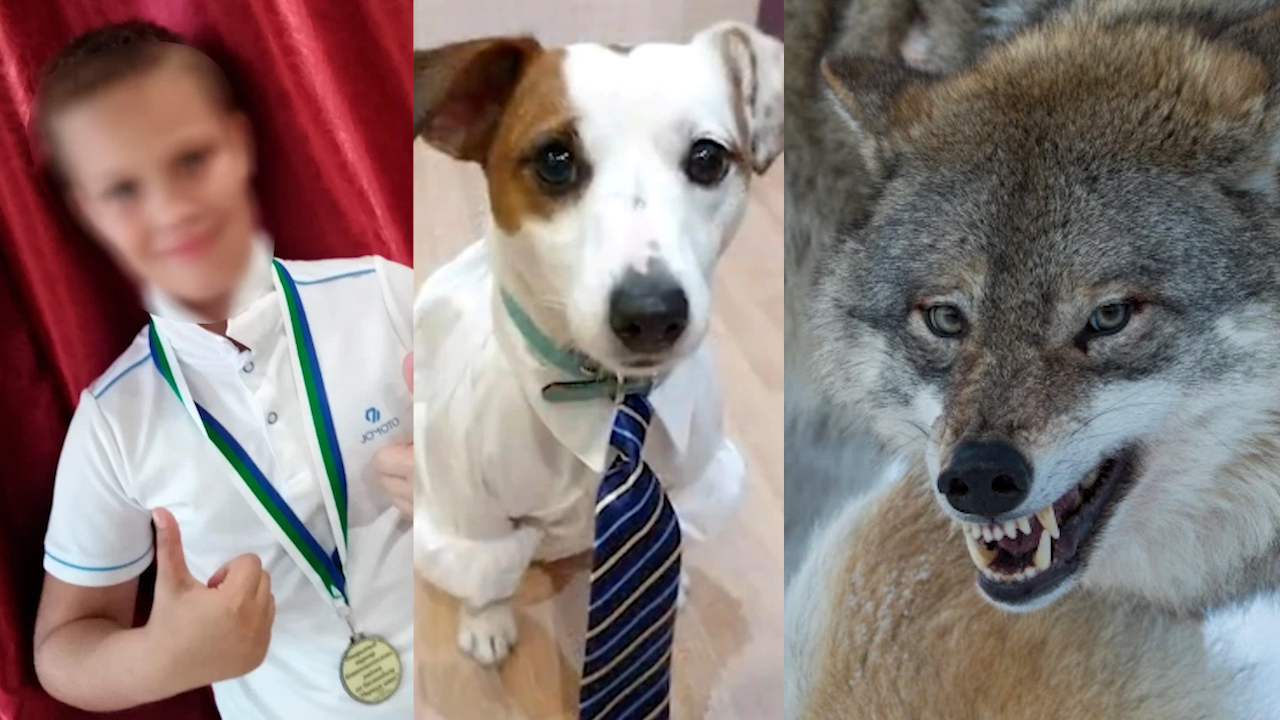 狗子护主心切!为救出10岁男孩,被恶狼活活咬死