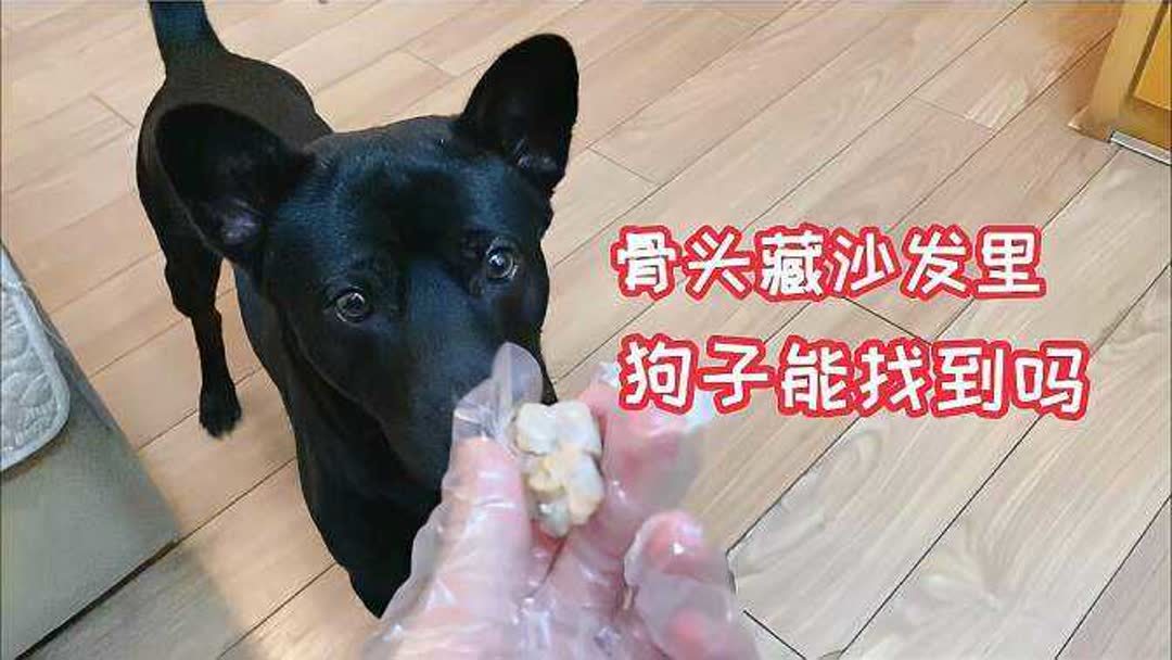 都说狗狗鼻子很灵敏,主人把骨头藏沙发里,狗狗能找到吗