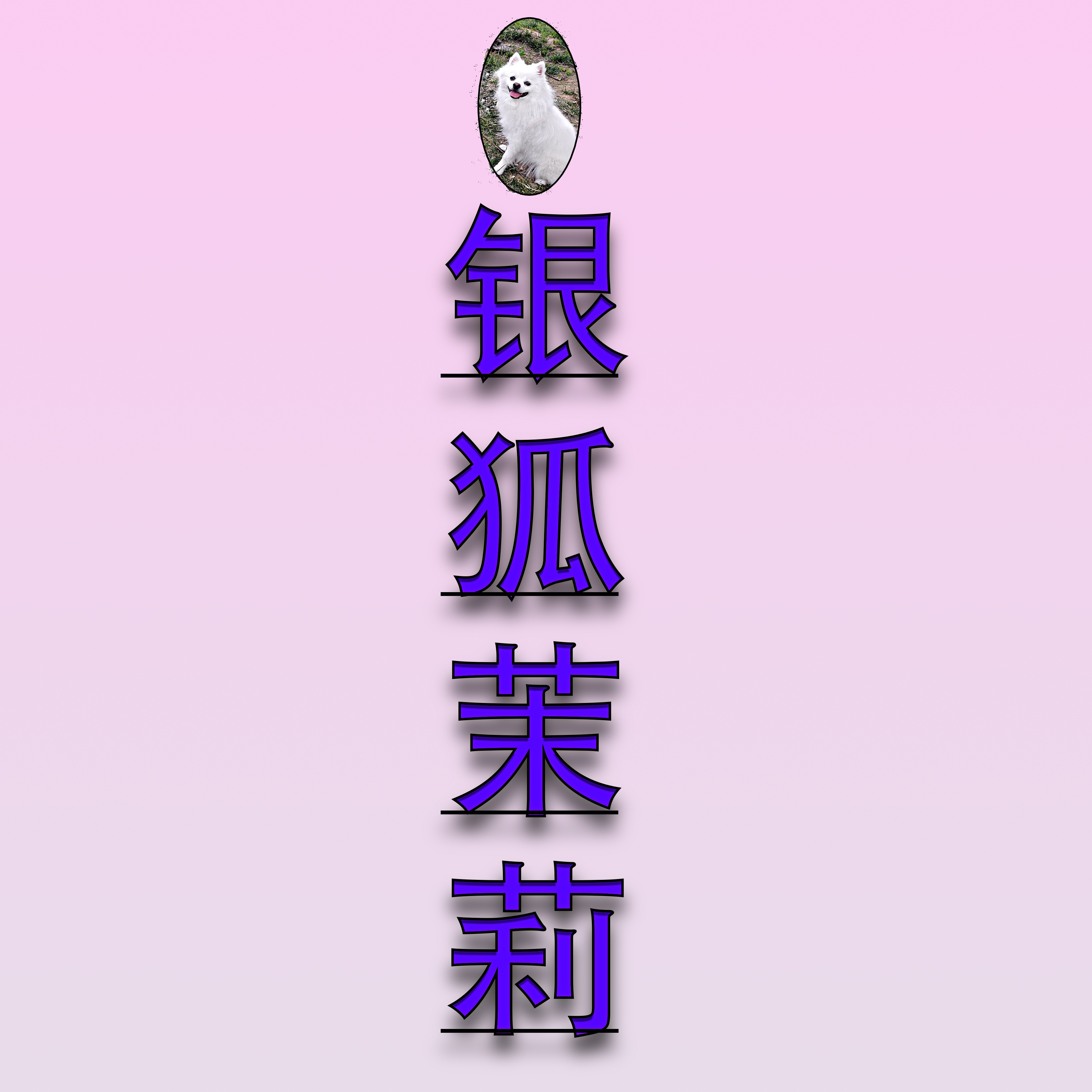 银狐茉莉 