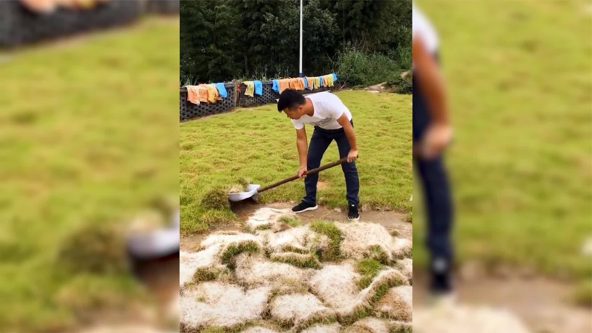 辛辛苦苦丰收一万多斤稻谷,一场暴雨后全部都发芽了,变成了草坪