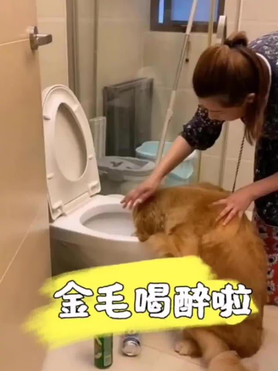这只狗狗会帮忙去菜地里摘玉米
