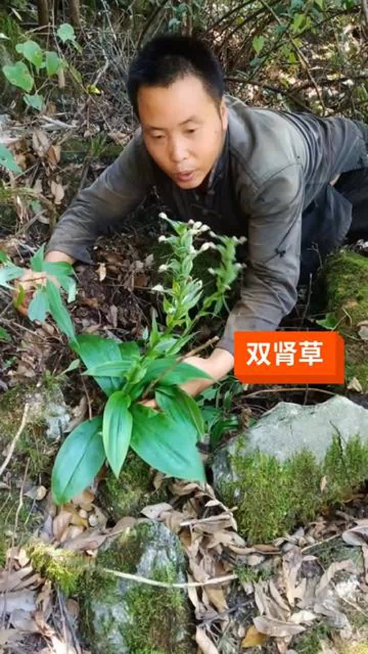 双肾草记录真实生活花草中药材