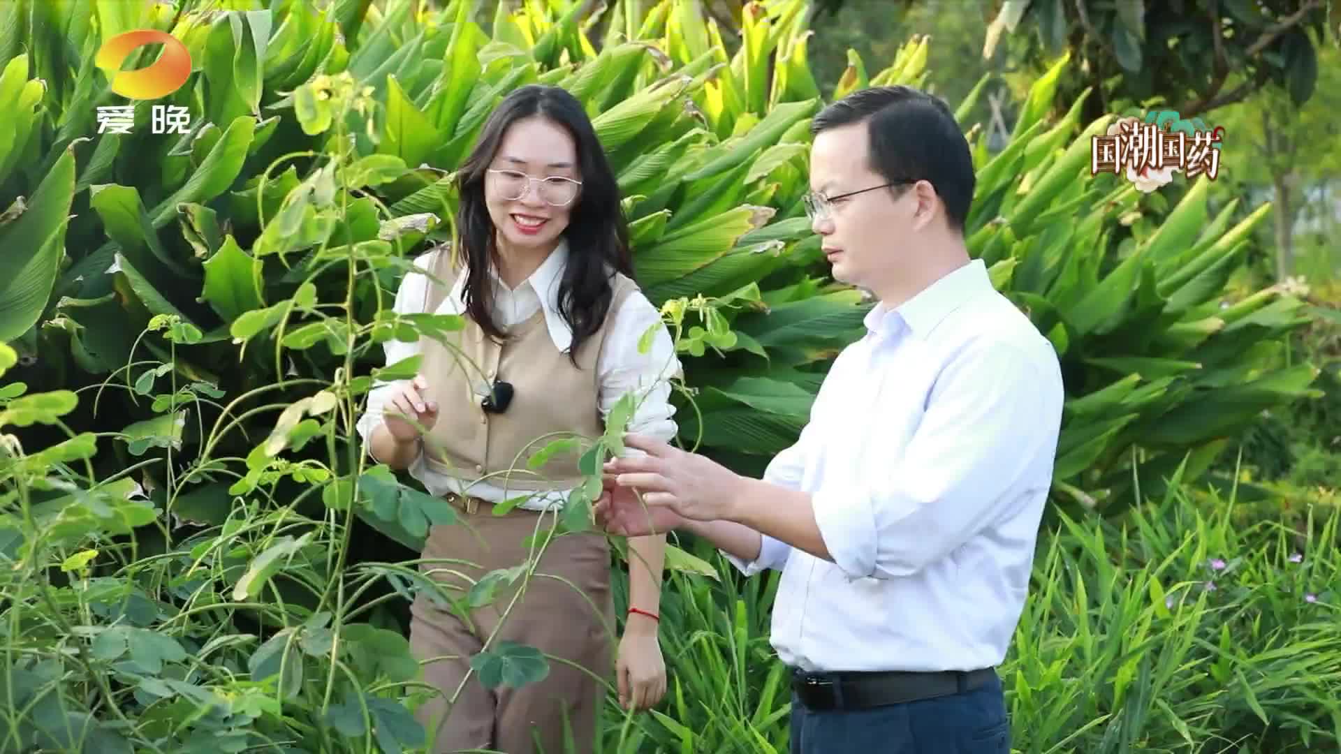 决明子:可清肝明目的眼科要药