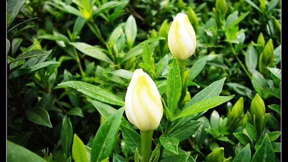 自藕变压器降压启动控制电络