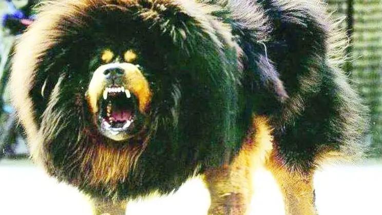 世界级猛犬排行,藏獒仅排第五,排名第一的你知道是哪种狗吗?