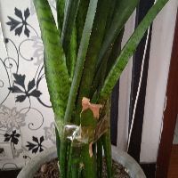 王家汞家常事 