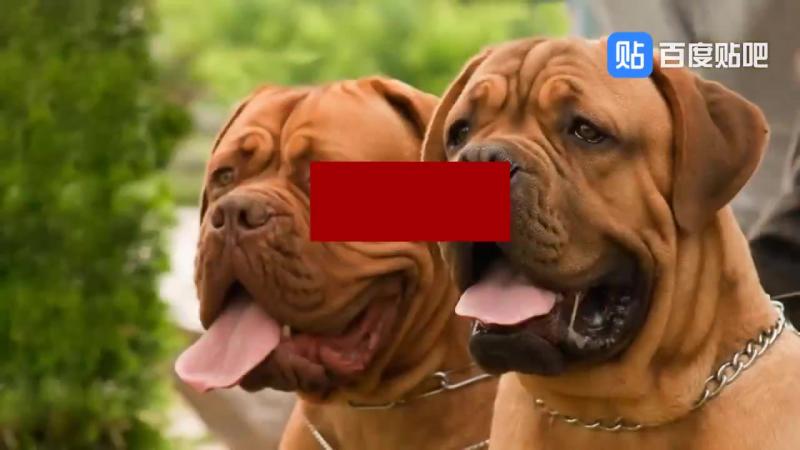 世界上排名前10的头最大的狗,你见过几个?