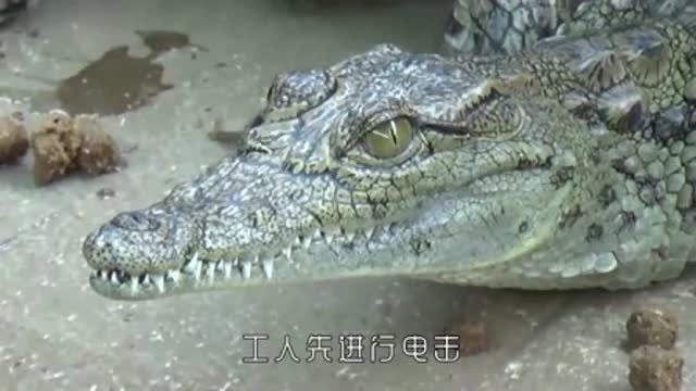 被称作皮革中的“黄金”,看完取皮的过程,你还想买奢侈品吗?