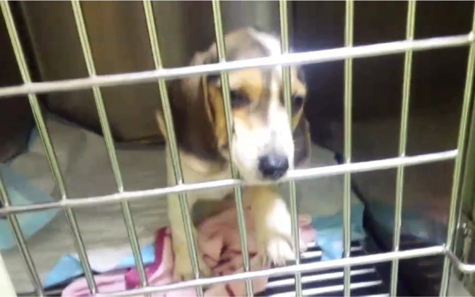 【流浪狗狗】细小和冠状被丢弃 但是食欲特别好/豆豆真的从小胃口就...