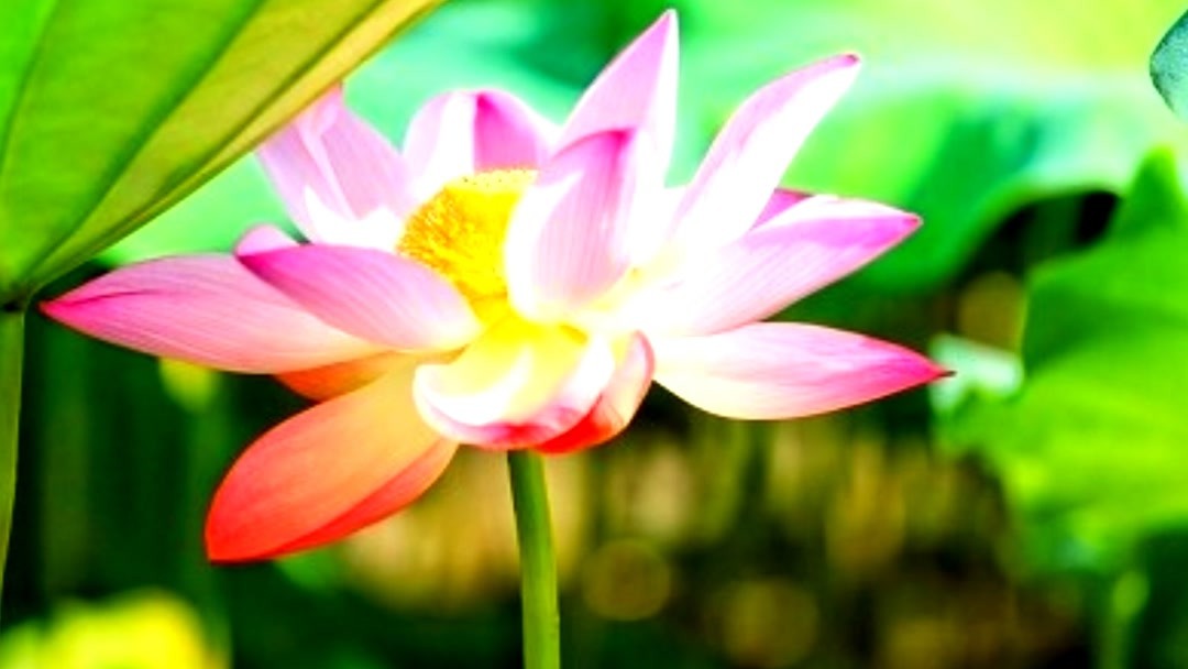 杨美华又出新歌了,一曲《四季流浪归》唱出了多少漂泊人的心声